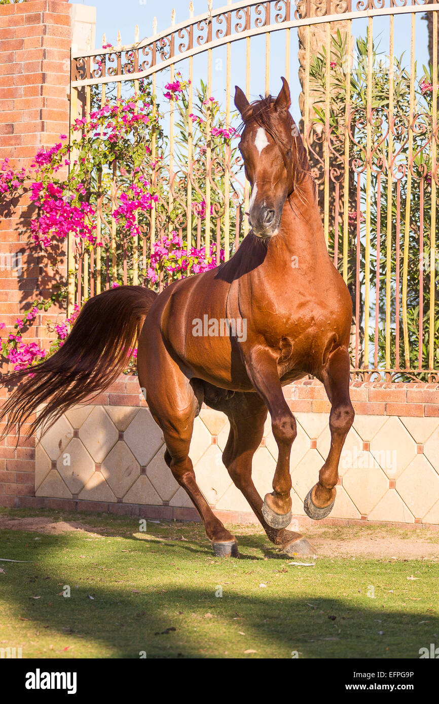 Arabian horse chestnut stallion rearing hi-res stock photography and ...