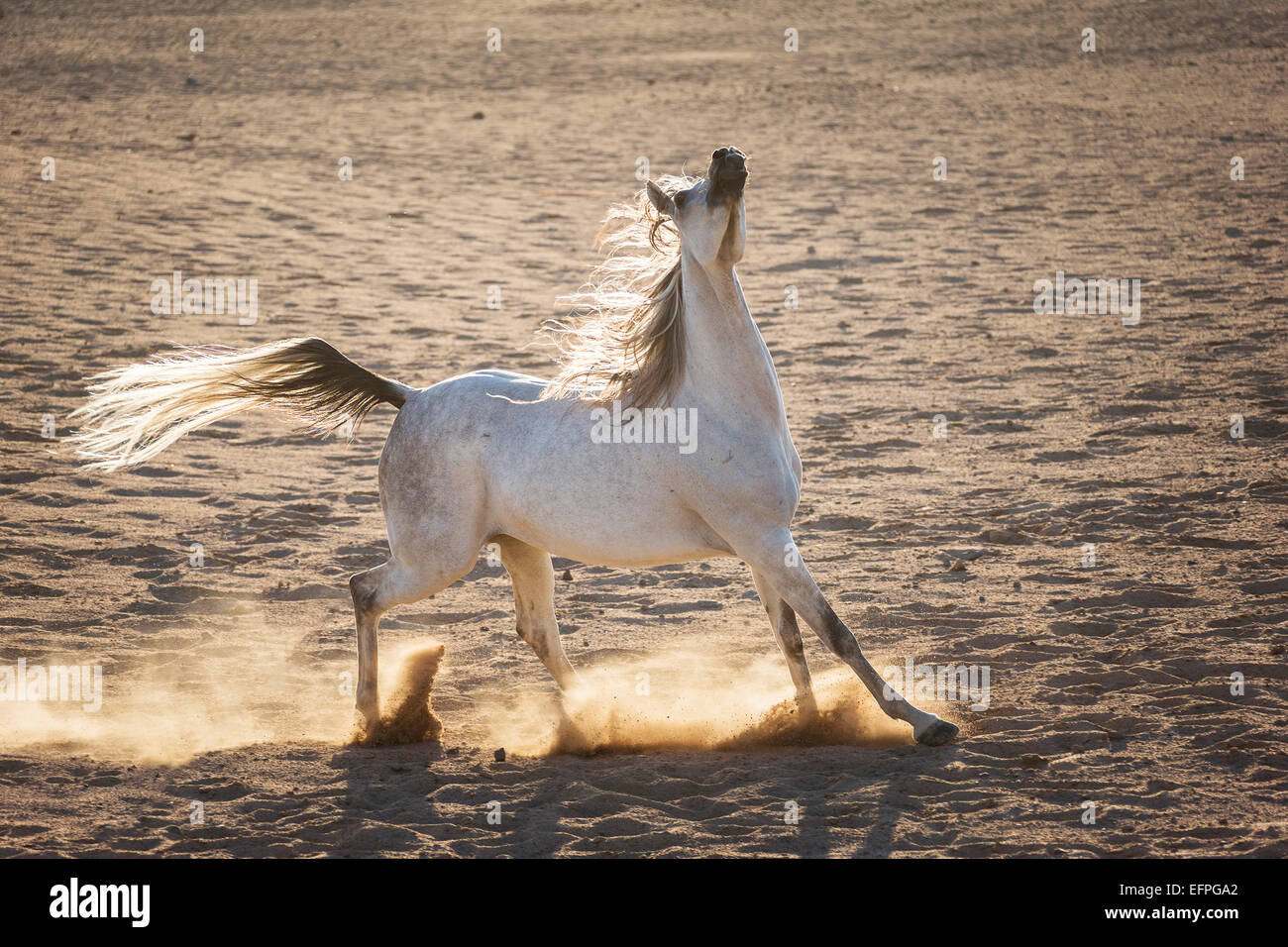 Arabian Horse Gray mare galloping the desert Egypt Stock Photo - Alamy