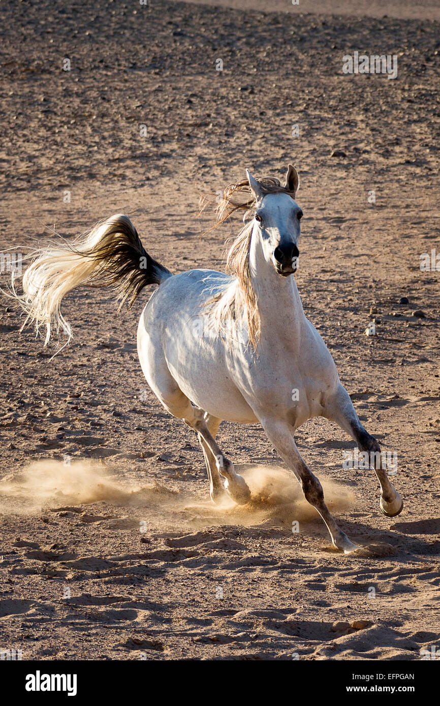 Arab horse desert gallop hi-res stock photography and images - Alamy