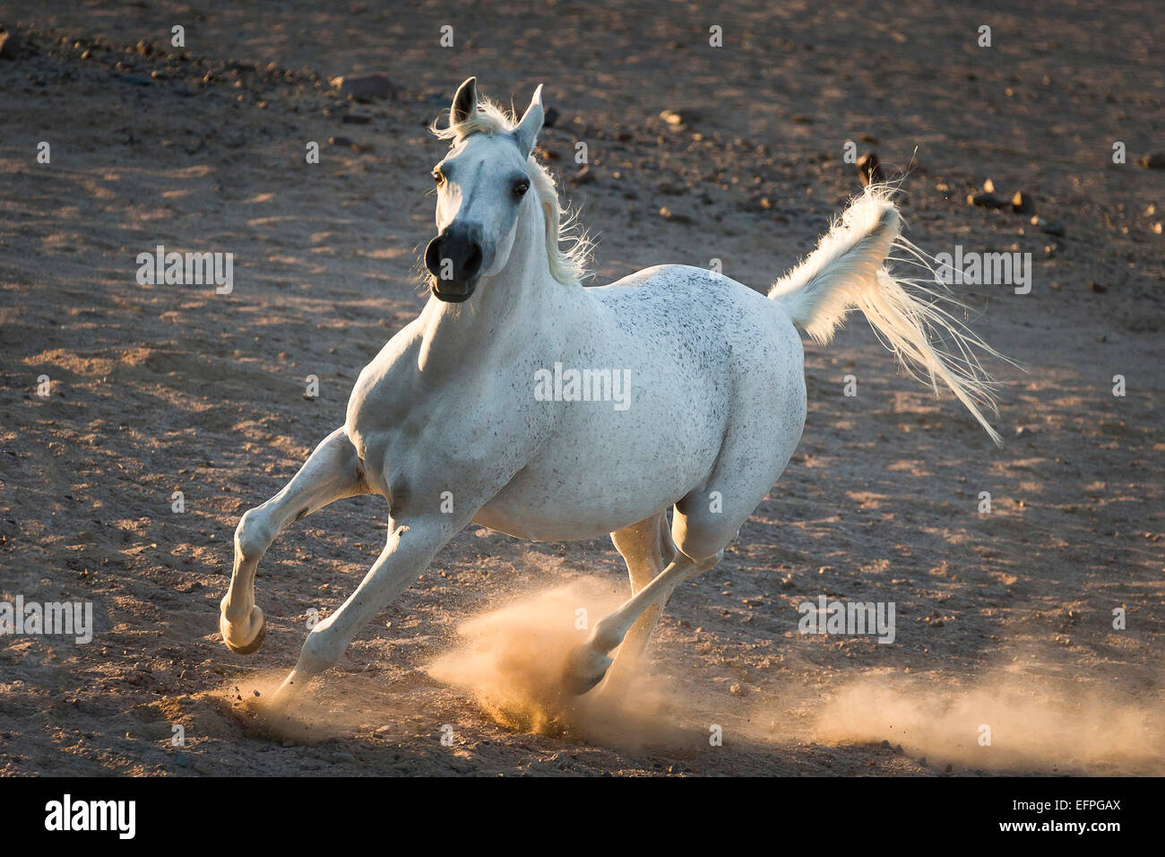 Arab horse desert gallop hi-res stock photography and images - Alamy