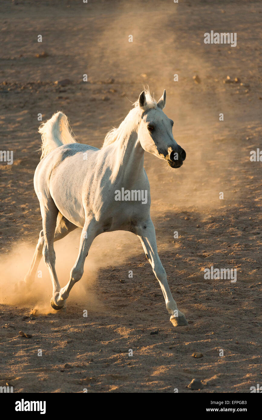 Arabian Horse Gray mare trotting the desert Egypt Stock Photo - Alamy