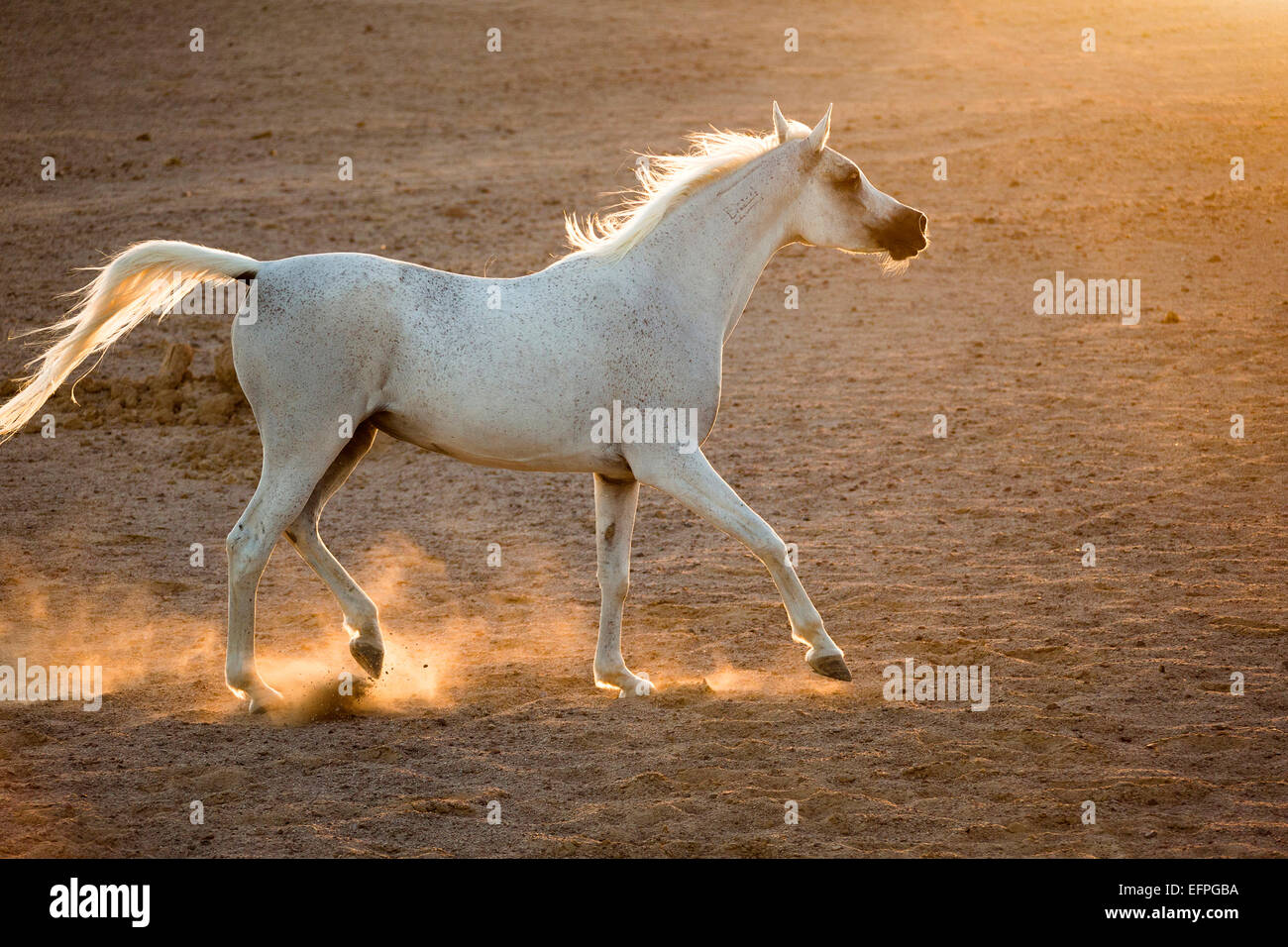 Arabian Horse Gray mare trotting the desert Egypt Stock Photo - Alamy