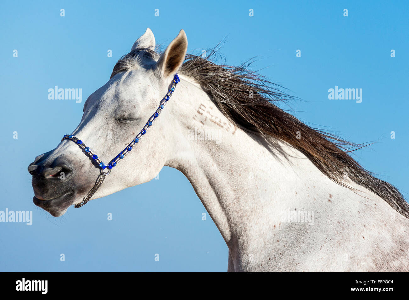 Snorting horse hi-res stock photography and images - Alamy
