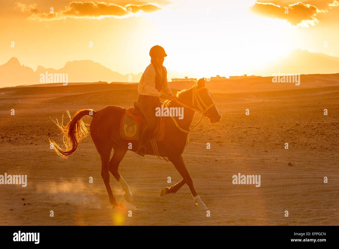 Arabian Horse Rider chestnut horse stallion galloping the desert ...