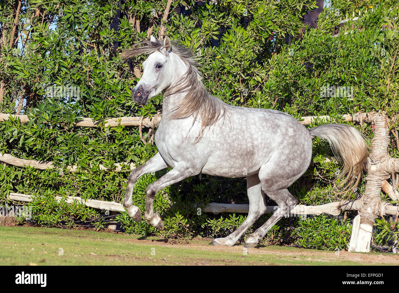 Arabian Horse Gray mare galloping pasture Egypt Stock Photo - Alamy