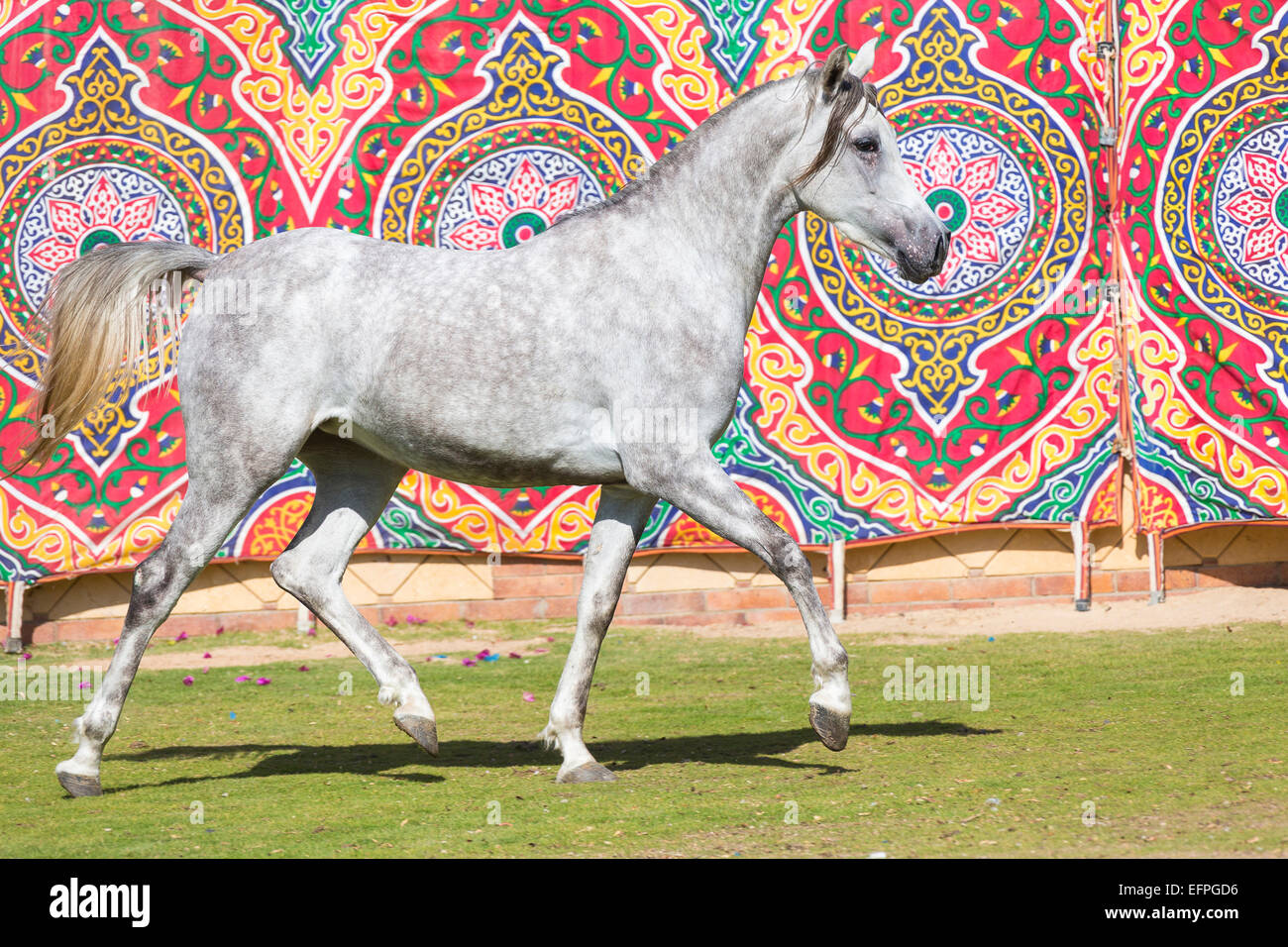 Grey Arab Trot High Resolution Stock Photography and Images - Alamy