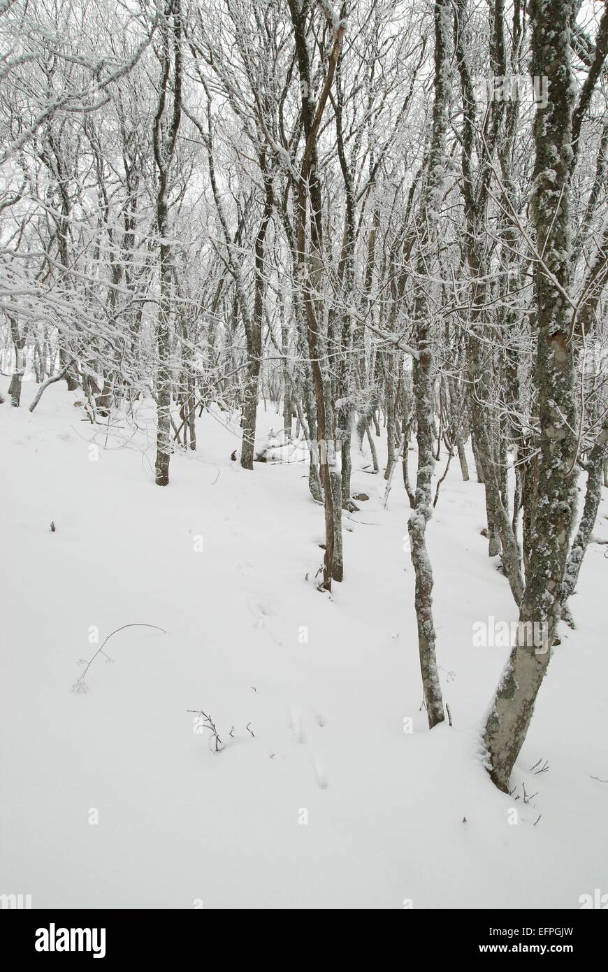 Winter landscape with icy trees Stock Photo - Alamy