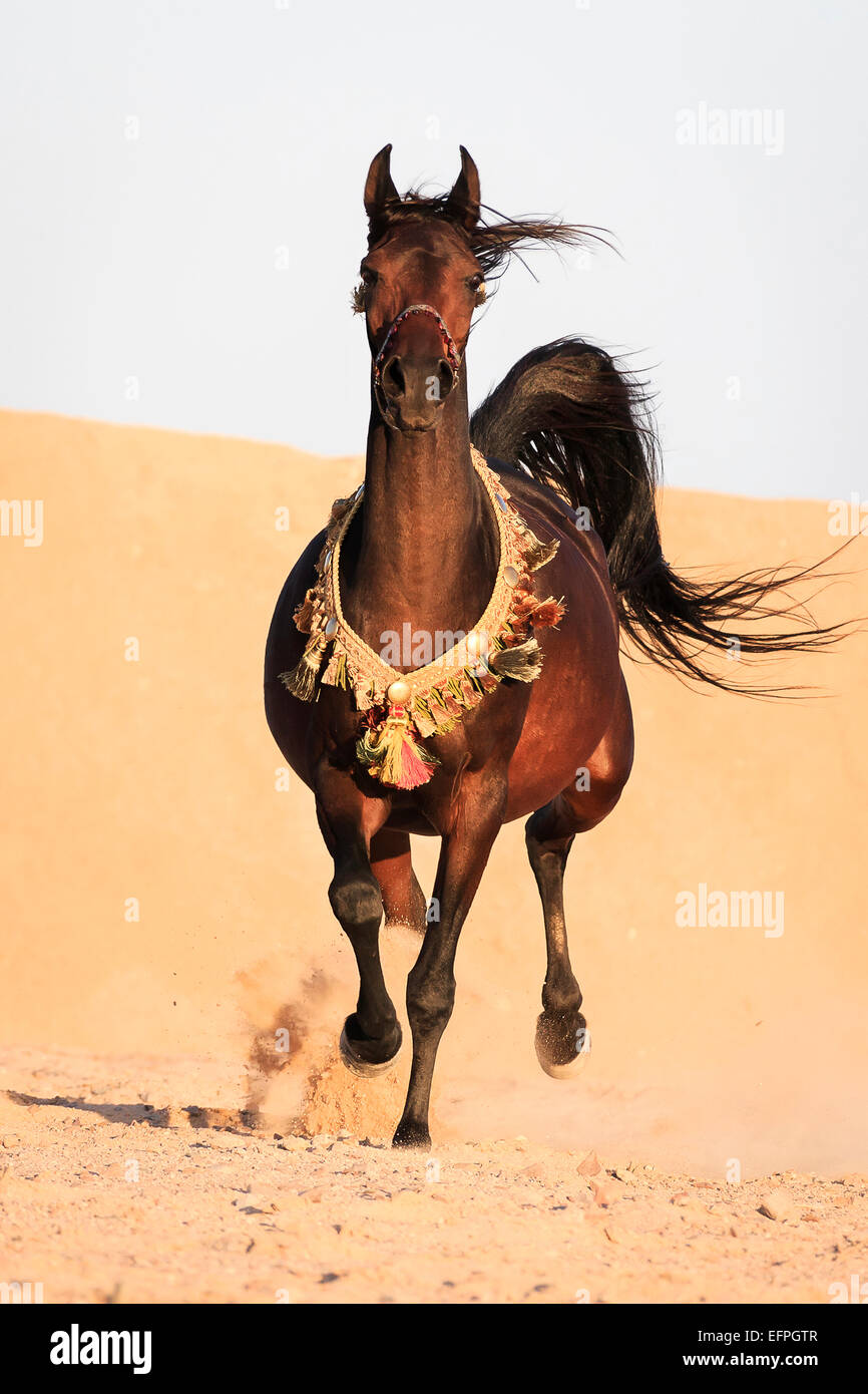 Bay Egyptian Arabian