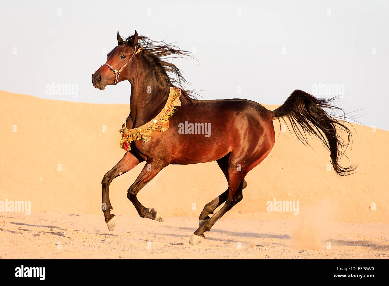 Bay Egyptian Arabian