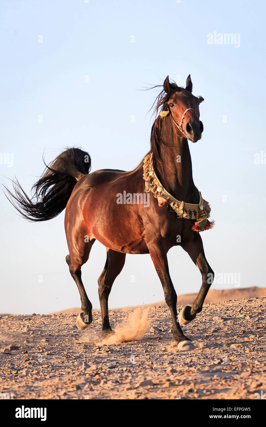 Arabian horse traditional arabian tack hi-res stock photography and ...