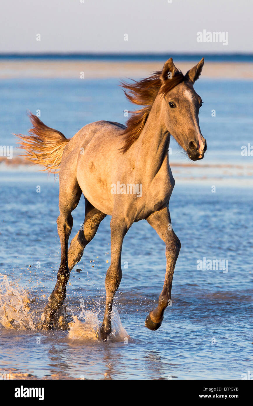 Arabian Horse Foals