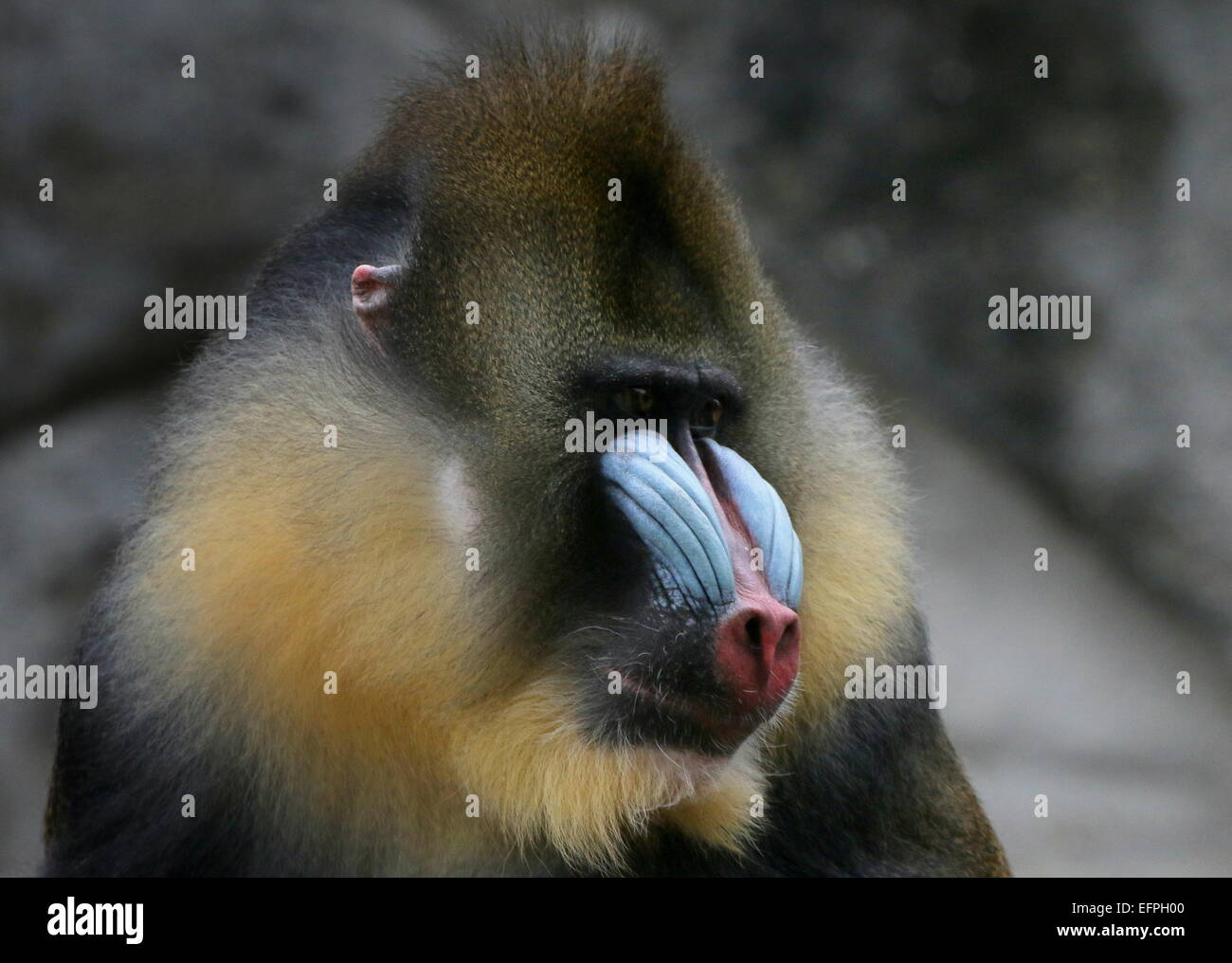 Mature male Mandrill monkey (Mandrillus sphinx) portrait Stock Photo ...