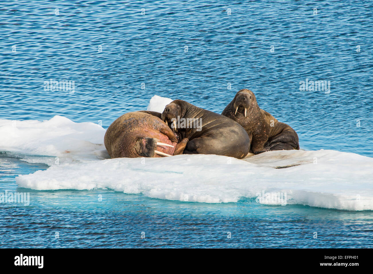 Three walrus (Odobenus rosmarus) on an ice shelf, Arctic shelf ...