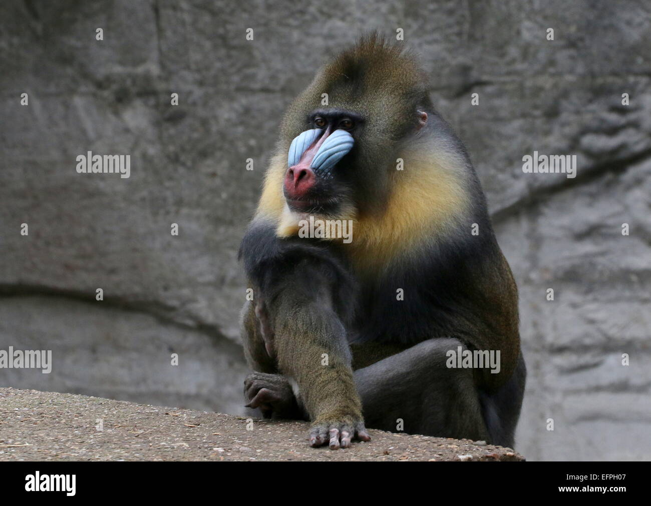 Mandrill apes hi-res stock photography and images - Alamy