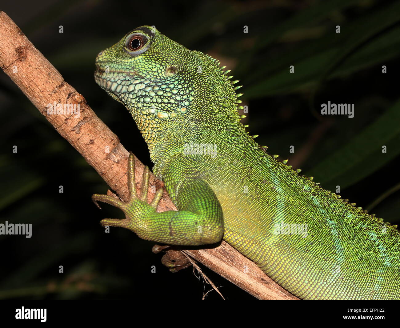 Chinese or Asian Green Water Dragon (Physignathus cocincinus) posing in ...