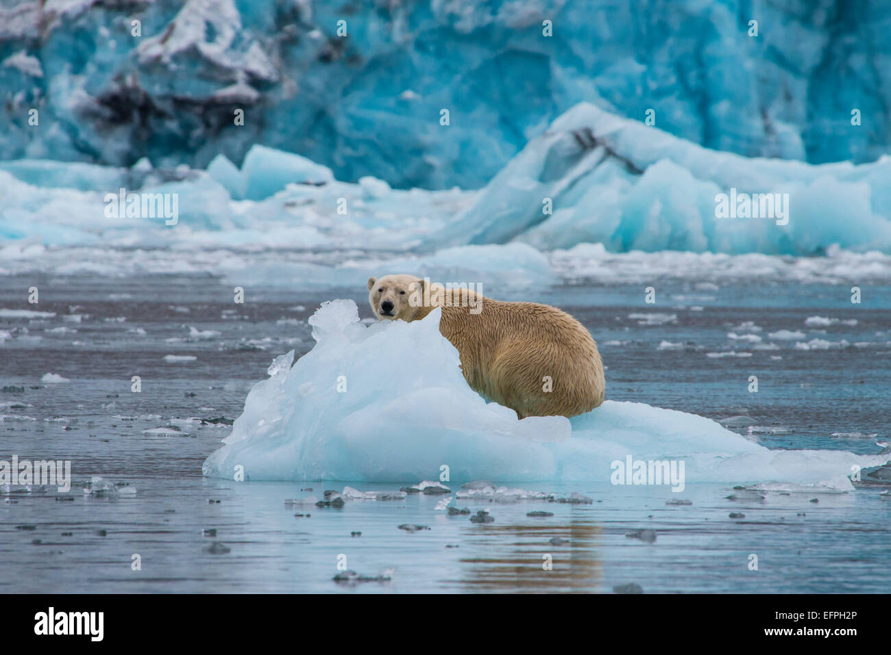 Polar bear sitting hi-res stock photography and images - Alamy