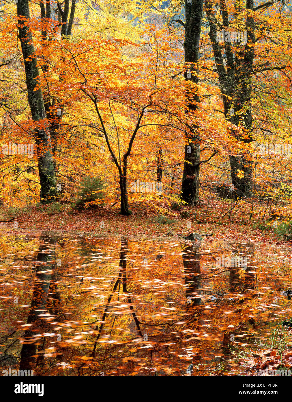 Flooded forest at Invermoriston near Loch Ness in full Autumn colour ...