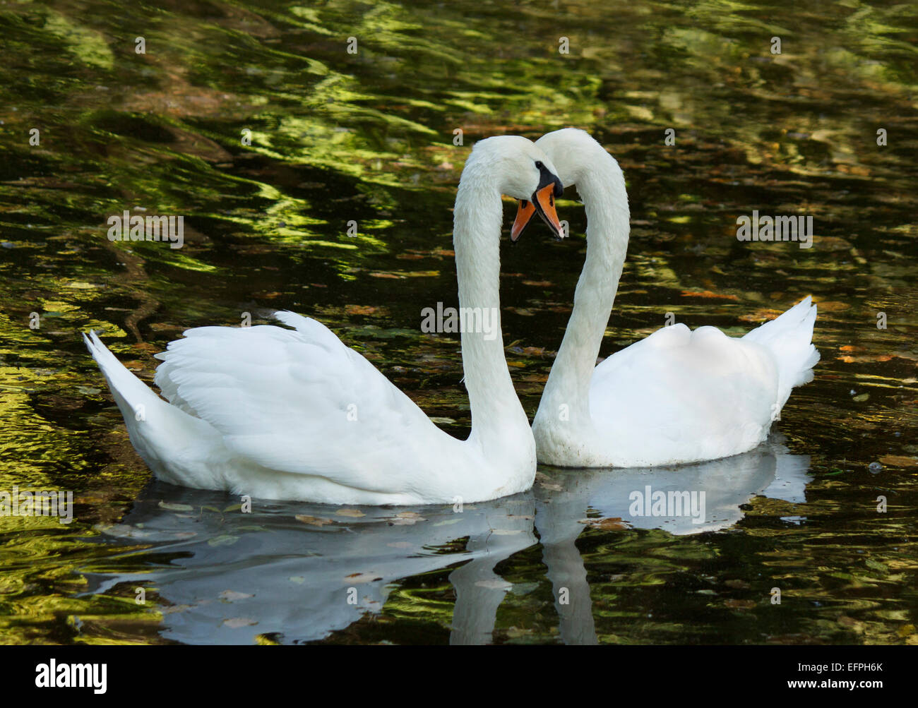 Swan two swans lake hi-res stock photography and images - Alamy