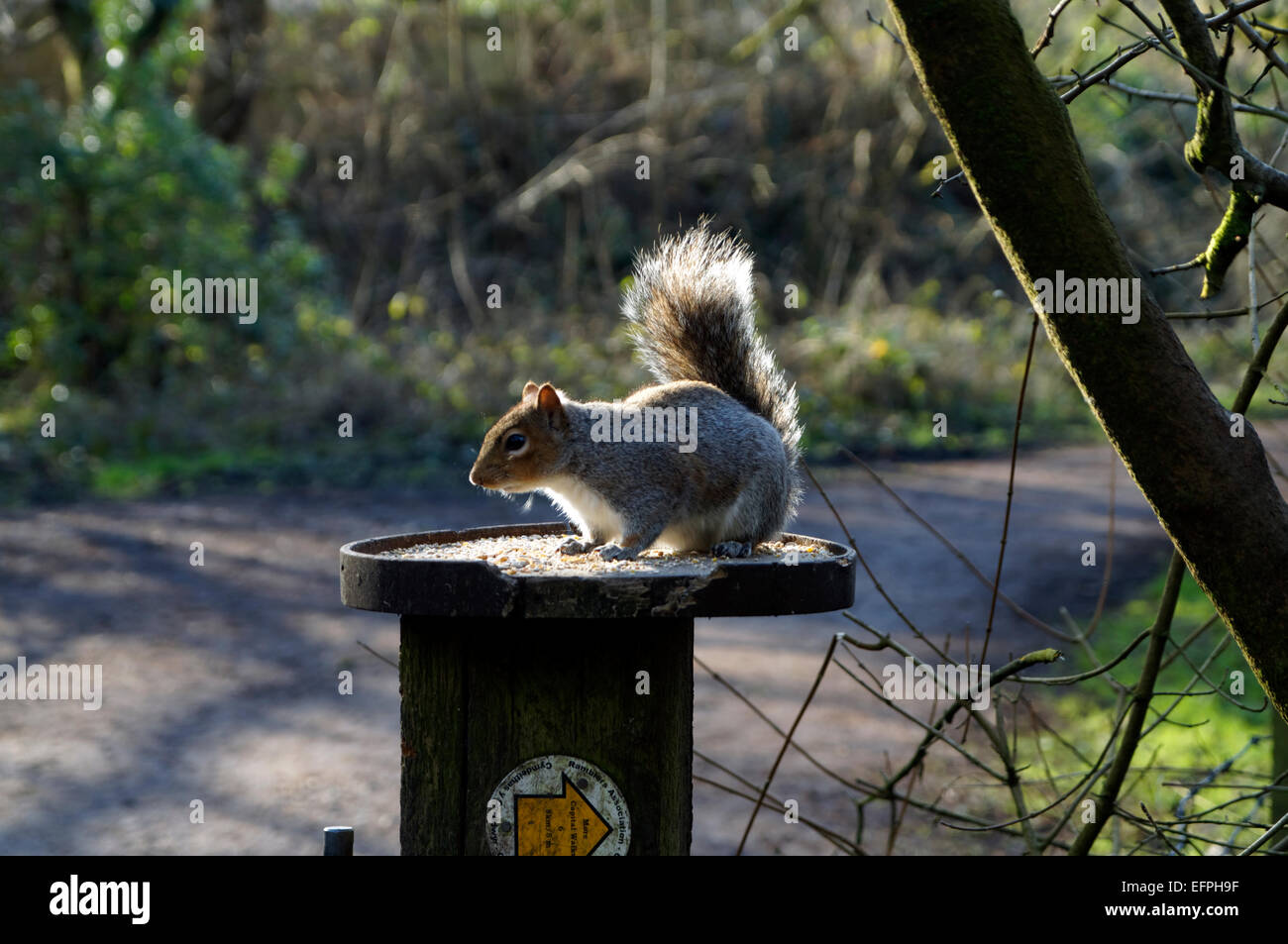 Welsh squirrel hi-res stock photography and images - Alamy