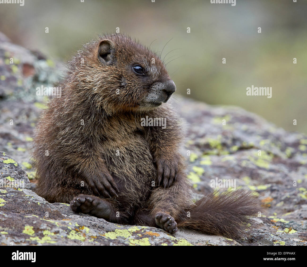 Young yellow-bellied marmot) (yellowbelly marmot) (Marmota flaviventris ...