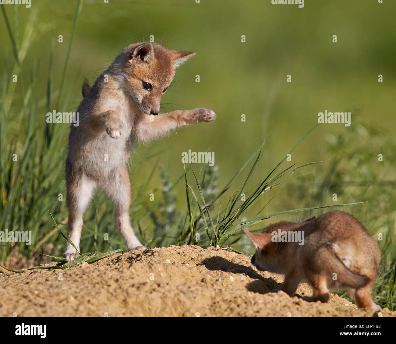Swift fox (Vulpes velox) kits playing, Pawnee National Grassland ...