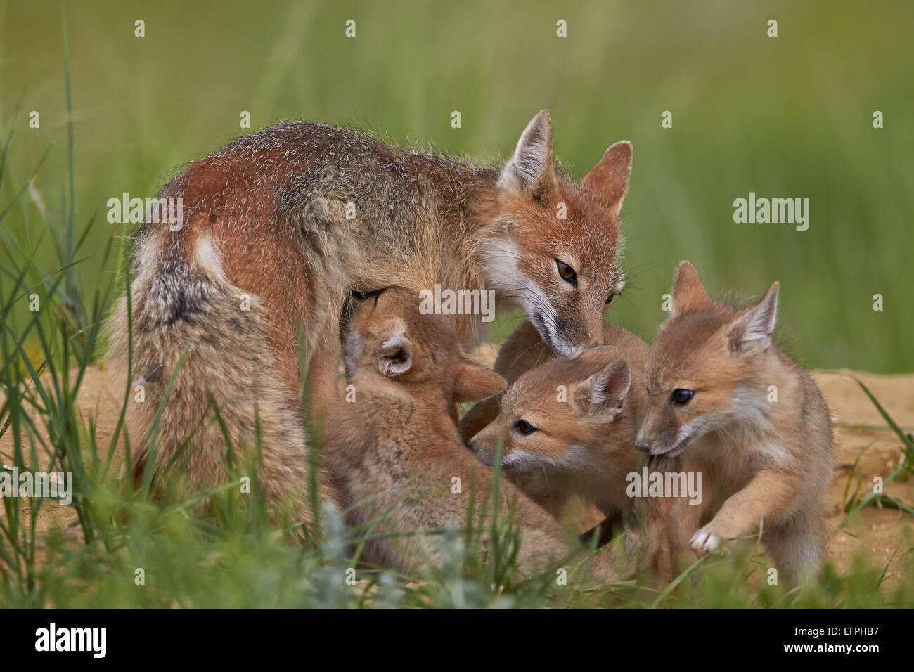 Swift fox (Vulpes velox) nursing, Pawnee National Grassland, Colorado ...