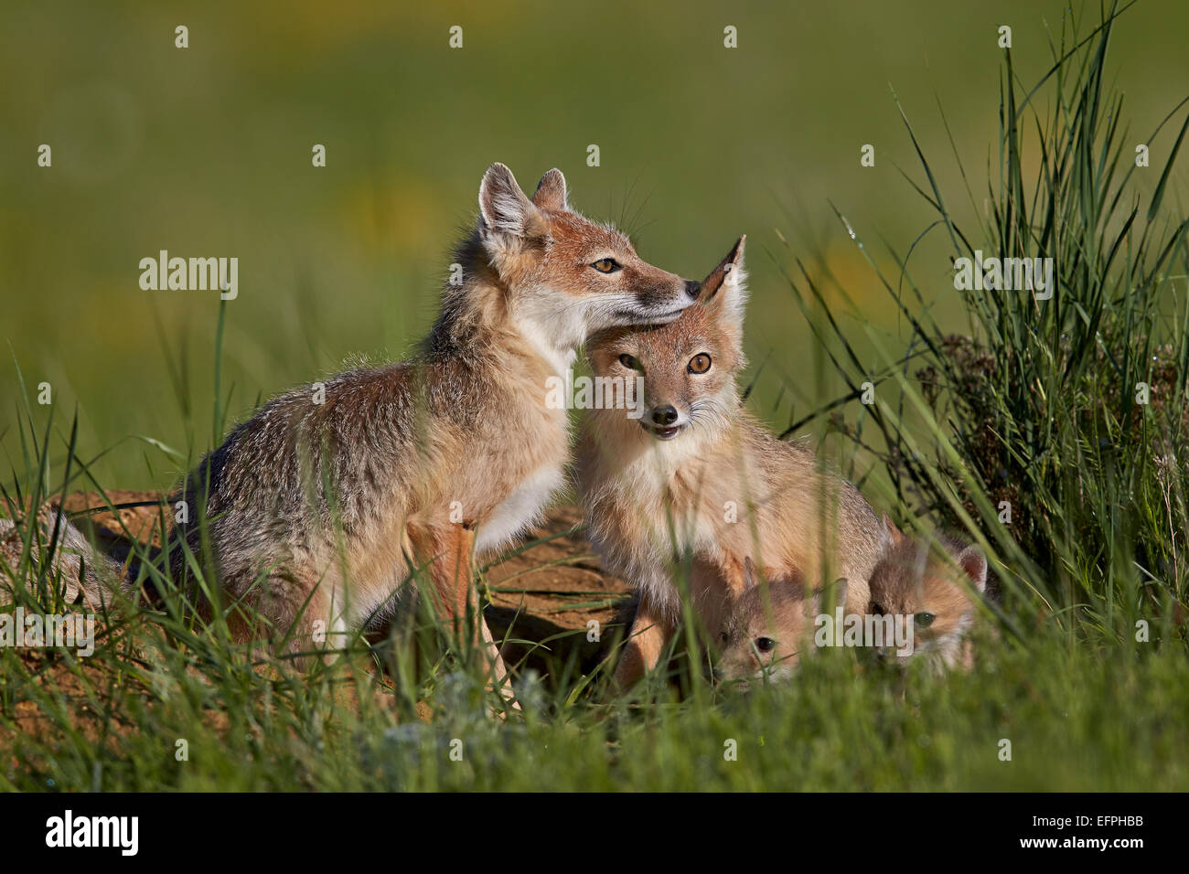 Swift fox (Vulpes velox) adults and two kits, Pawnee National Grassland ...
