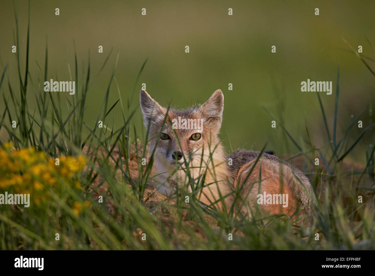 Swift fox (Vulpes velox), Pawnee National Grassland, Colorado, United ...