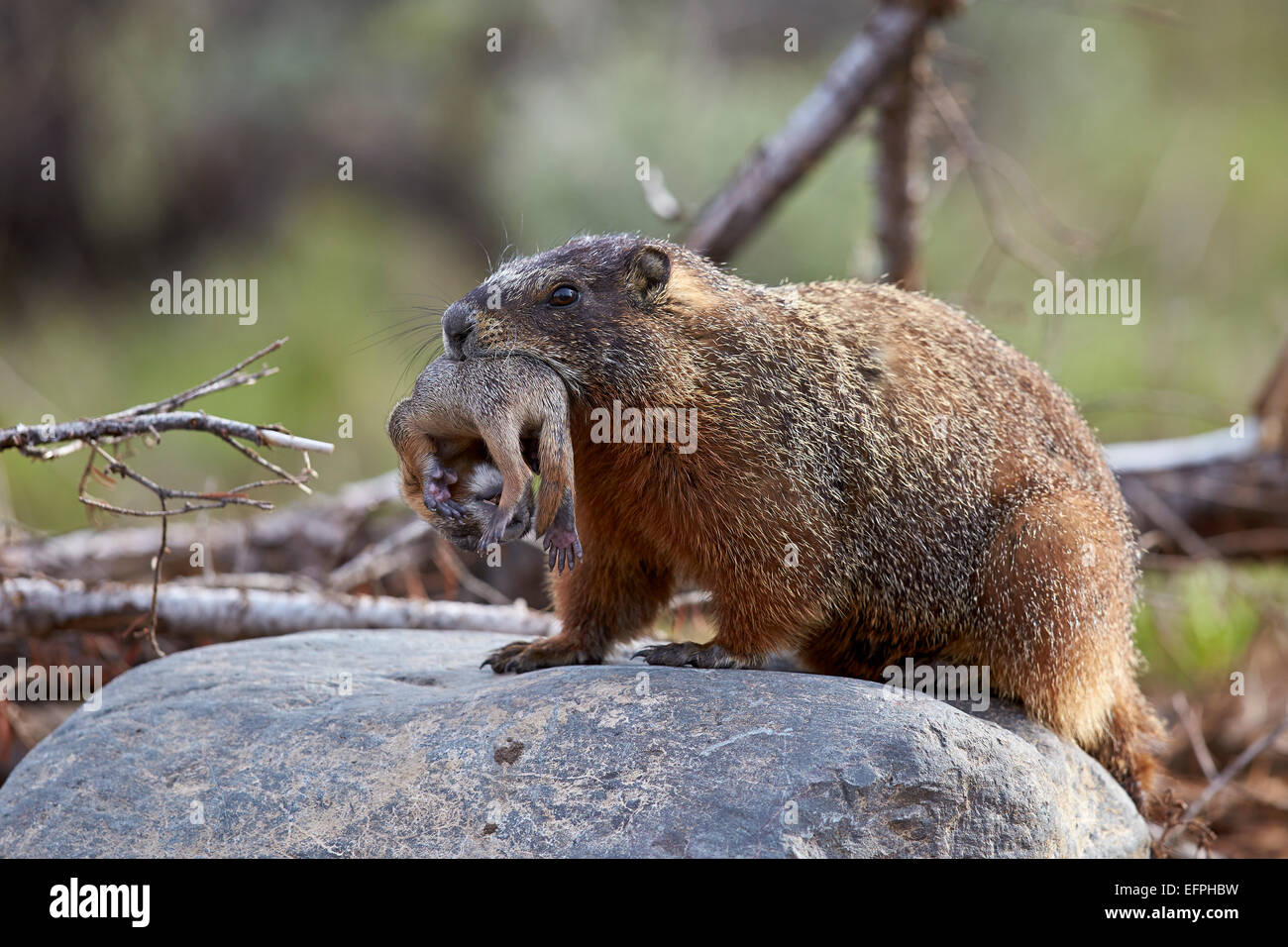 Yellow Bellied Marmot