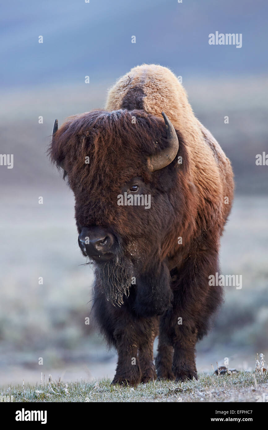 Bison bull head hi-res stock photography and images - Alamy