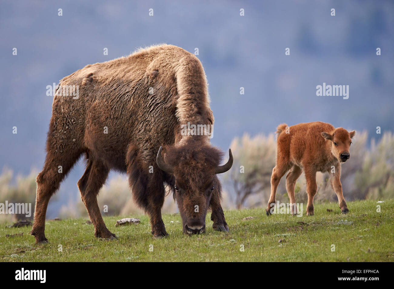Bison (Bison bison) cow and calf in the spring, Yellowstone National ...