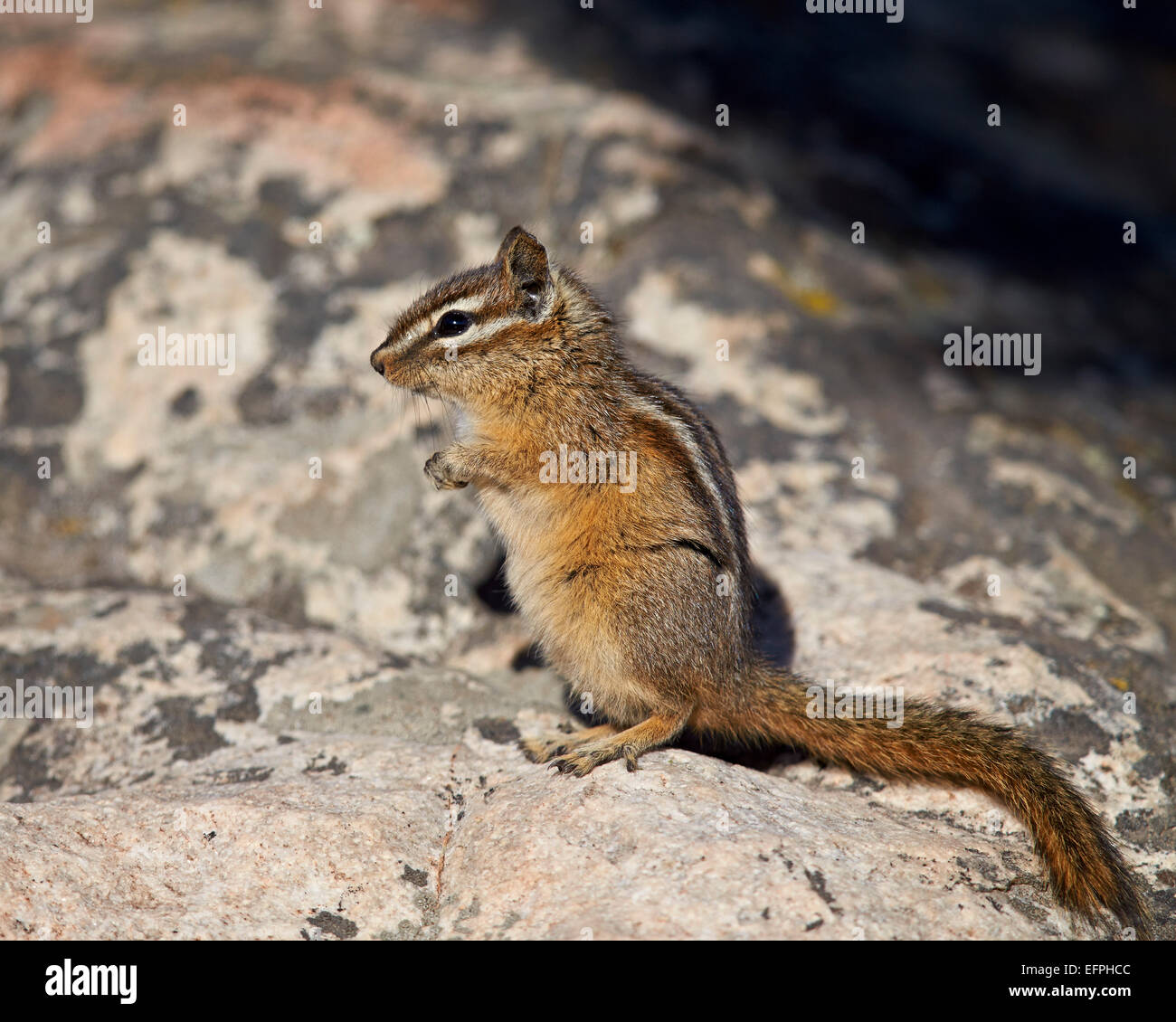 Umbrinus hi-res stock photography and images - Alamy