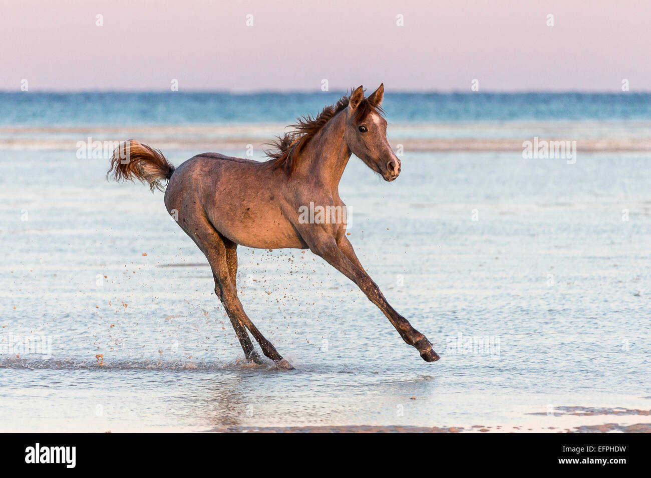 Arabian Horse Strawberry roan foal galloping shallow water beach Egypt ...