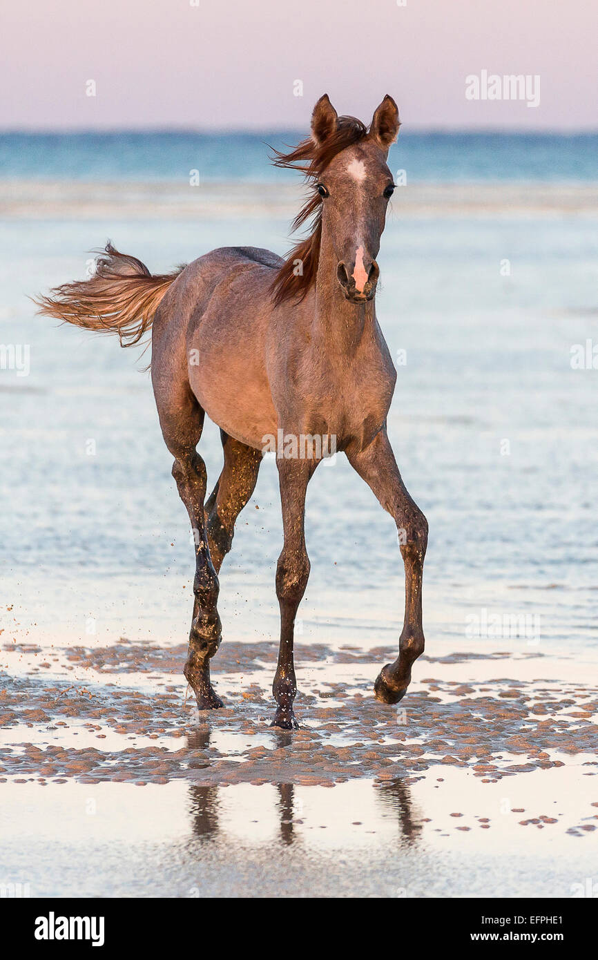 Strawberry Roan Arabian