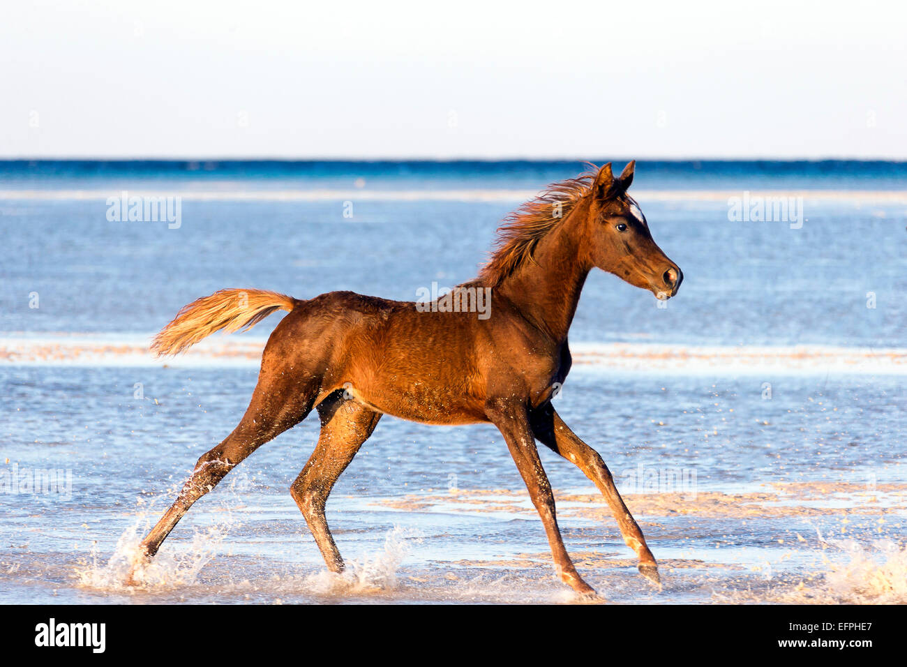 Arabian Horse Chestnut filly-foal galloping shallow water beach Egypt ...