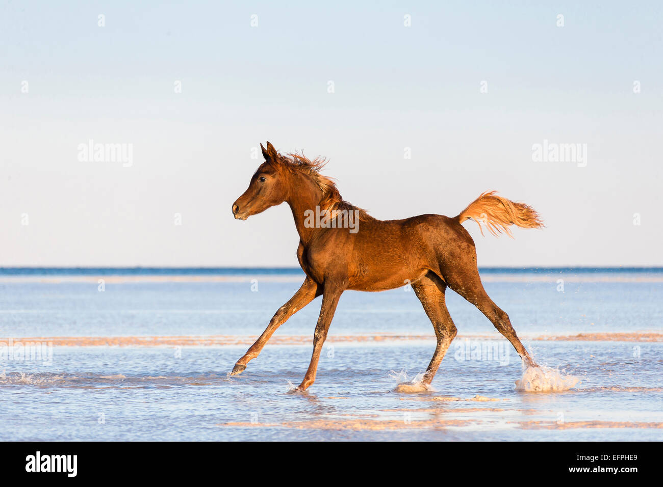Arabian Horse Chestnut filly-foal galloping shallow water beach Egypt ...