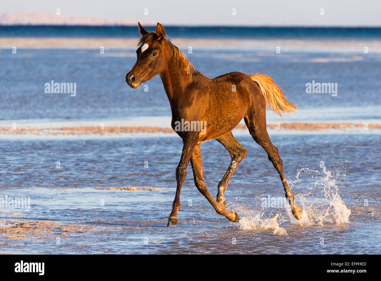Arabian Horse Chestnut filly-foal trotting shallow water beach Egypt ...