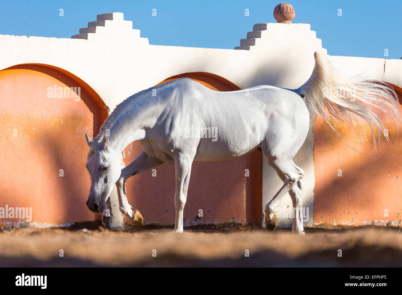 Arabian Horse Gray stallion paddock sniffing at droppings Egypt Stock ...