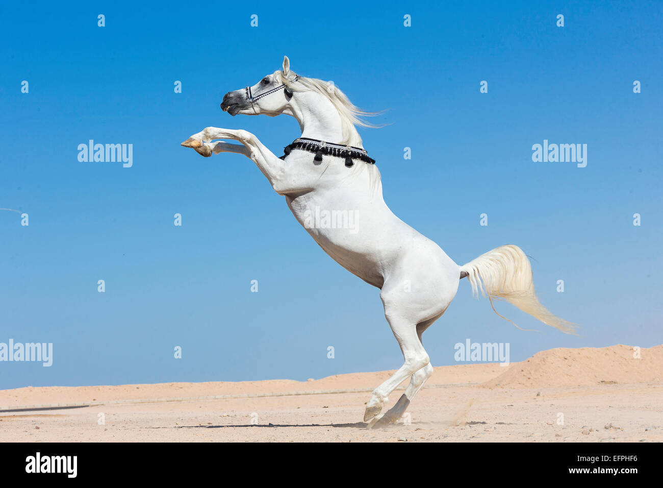 Arabian Horse Gray stallion traditional tack rearing the desert Egypt ...