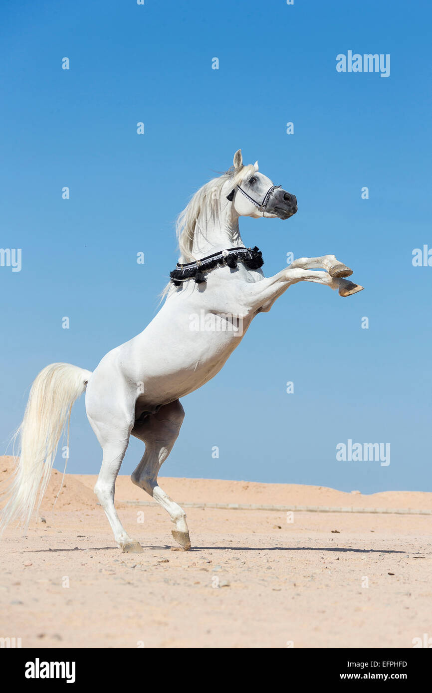Arabian Horse Gray stallion traditional tack rearing the desert Egypt ...