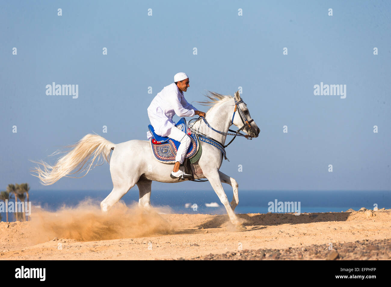 Arabian Horse Rider traditional dress gray stallion galloping the ...