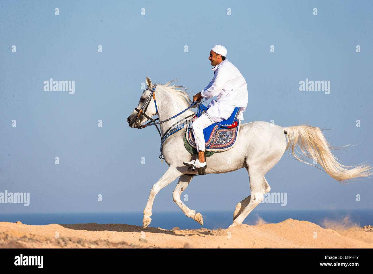 Arabian Horse Rider traditional dress gray stallion galloping the ...