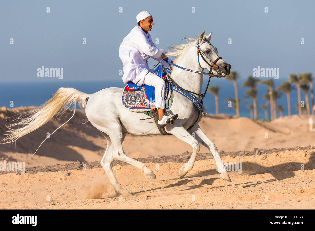 Arabian Horse Rider traditional dress gray stallion galloping the ...