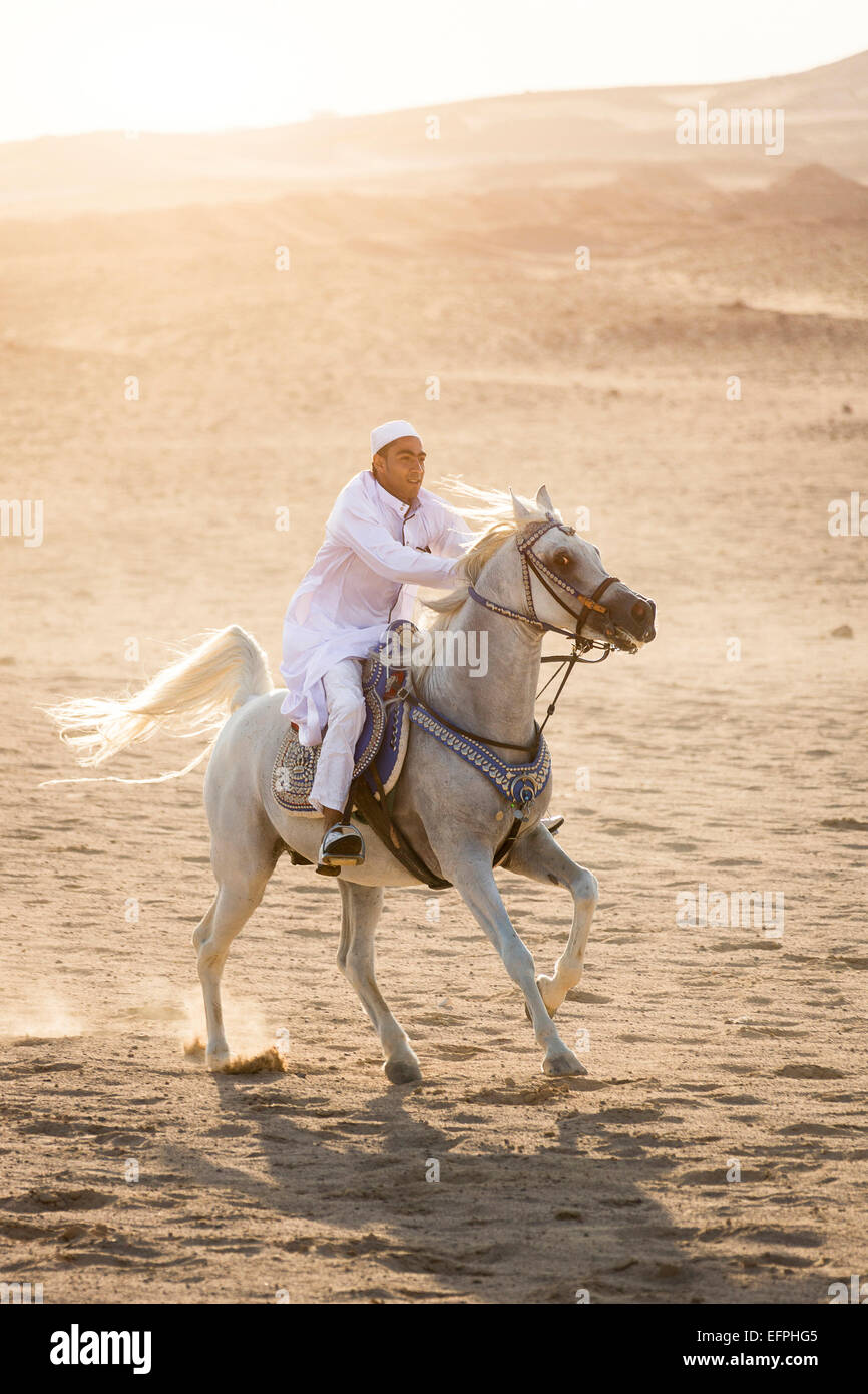 Arabian Horse Rider traditional dress gray stallion galloping the ...