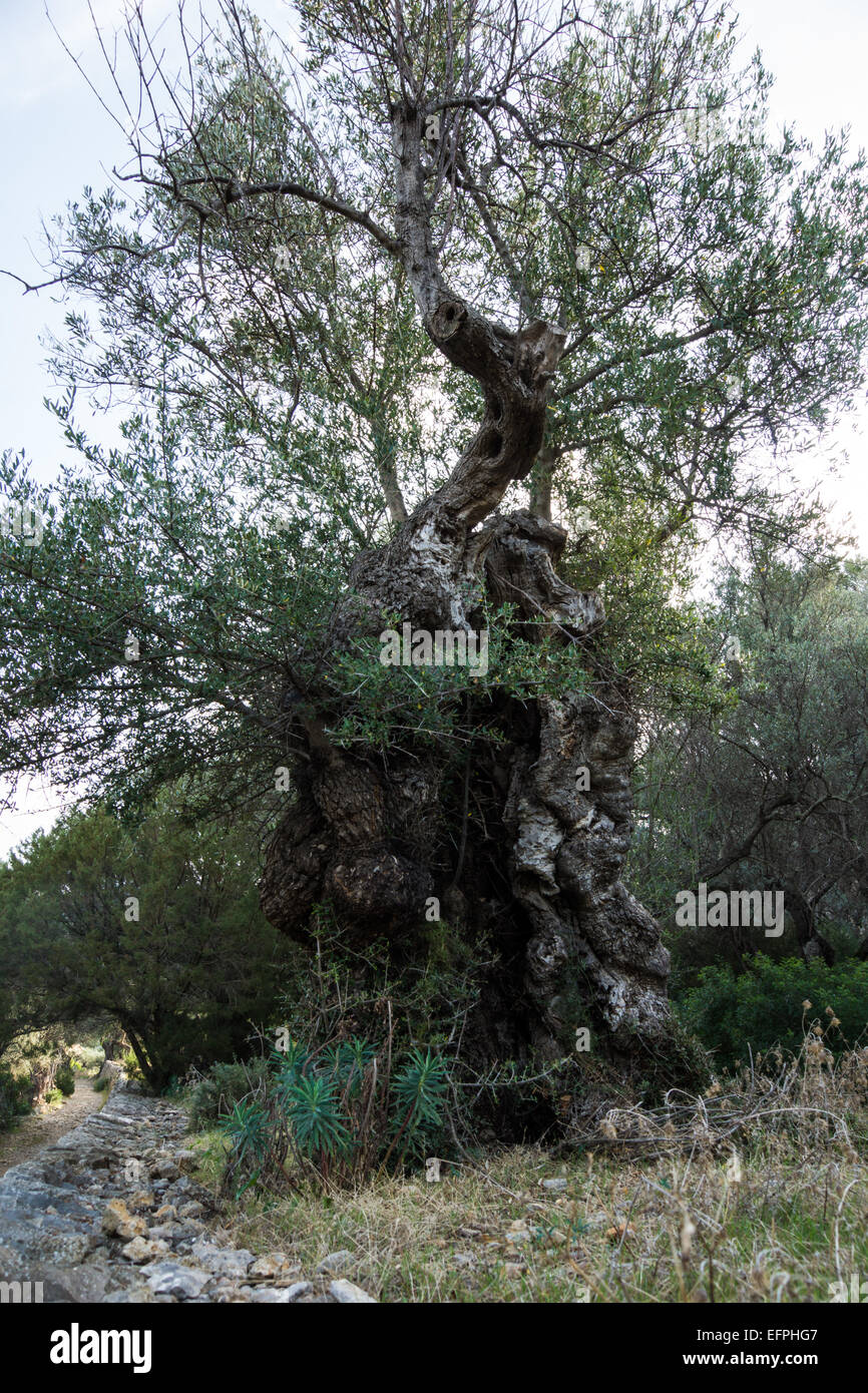 olive tree in a grove, in the Tramuntana mountains on Majorca, Spain ...