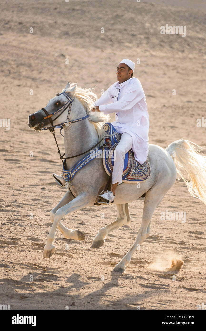 Arabian Horse Rider traditional dress gray stallion galloping the ...