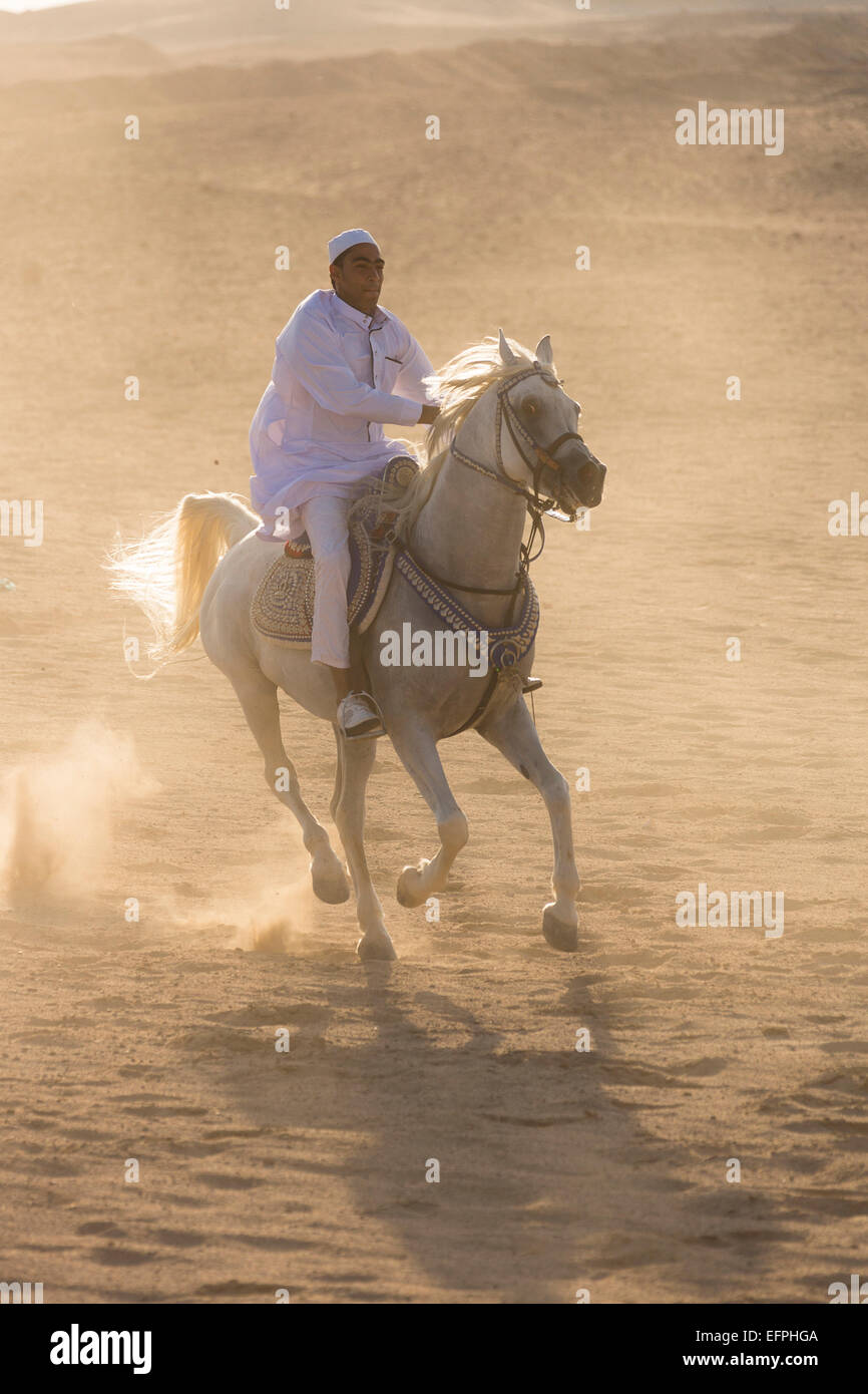 Arabian Horse Rider traditional dress gray stallion galloping the ...