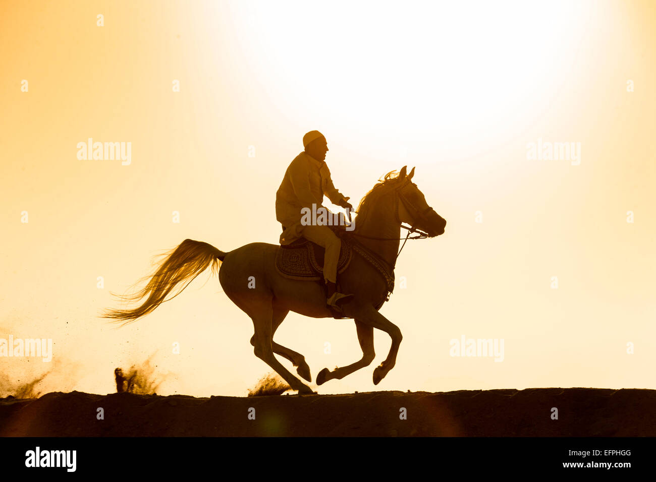 Arabian Horse Rider traditional dress gray stallion galloping the ...