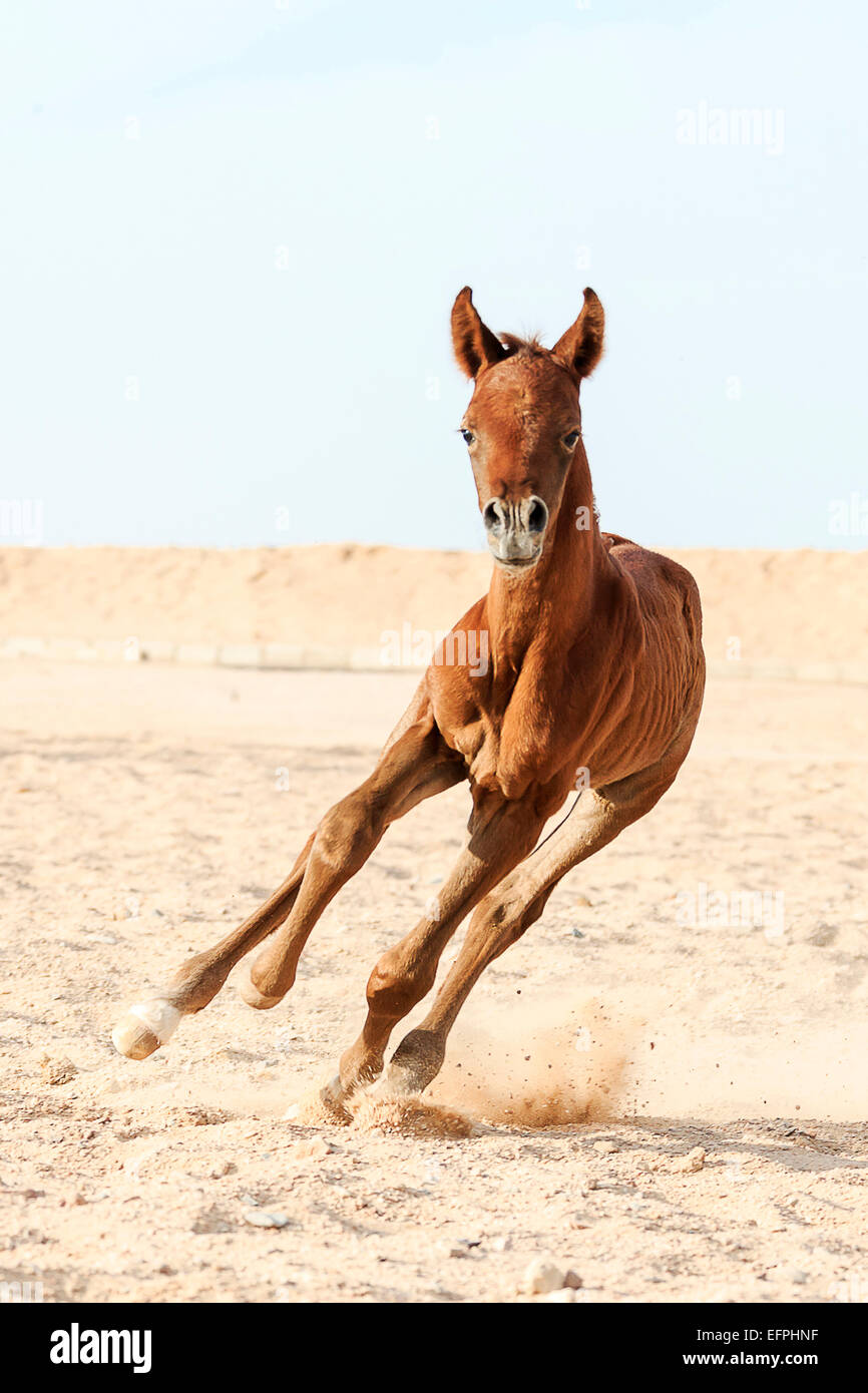 Arabian Horse Chestnut foal galloping the desert Egypt Stock Photo - Alamy