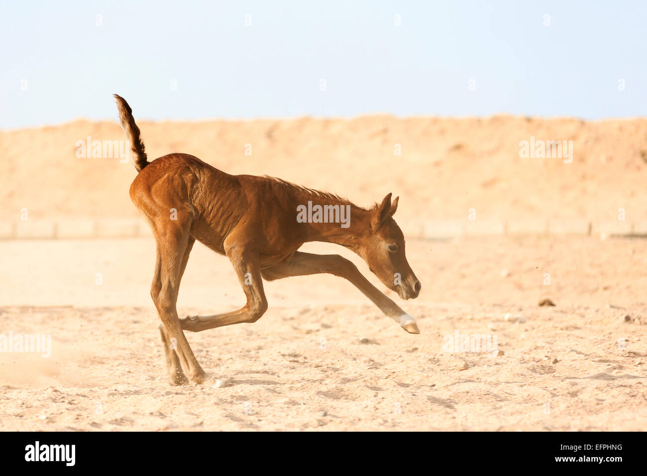 Arabian Horse Chestnut foal the desert Egypt Stock Photo - Alamy